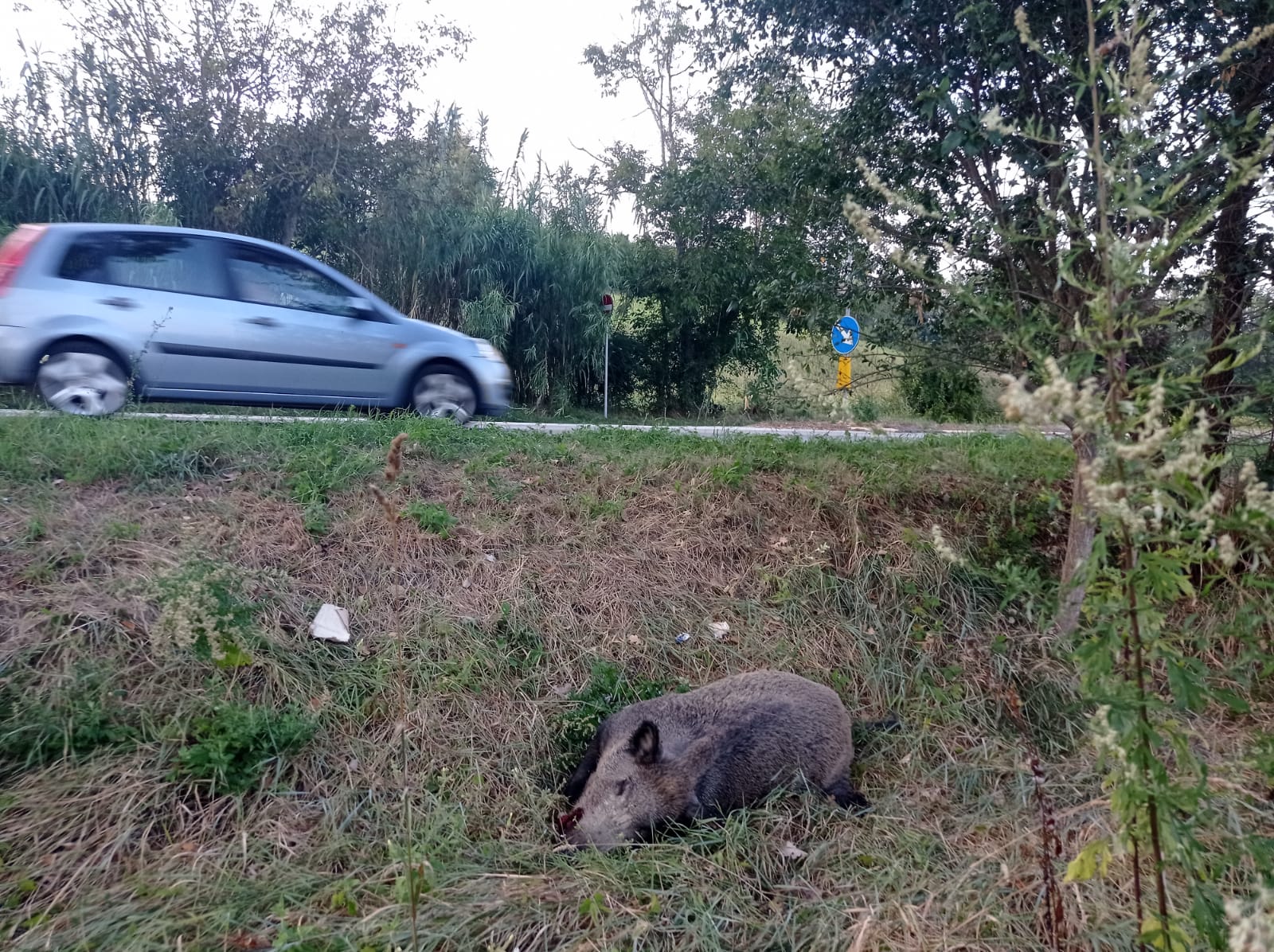 Sant’Omero, cinghiale investito sulla bonifica del Salinello - Notizie - NUOVO Cityrumors ...