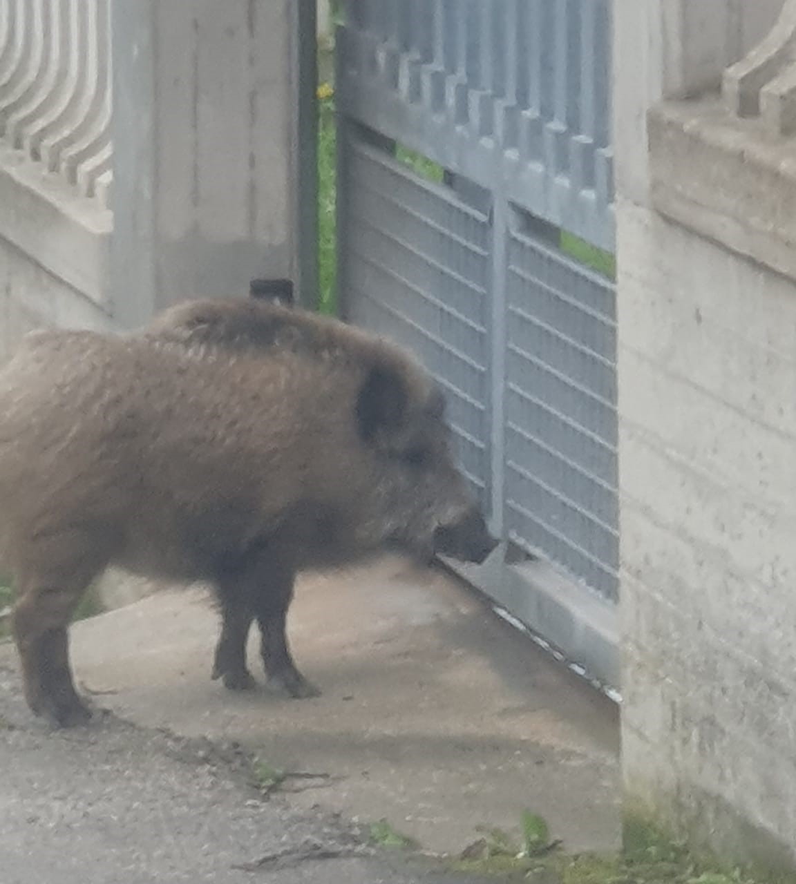 Colonnella, cinghiale nel centro storico in pieno giorno - Notizie - NUOVO Cityrumors Abruzzo ...