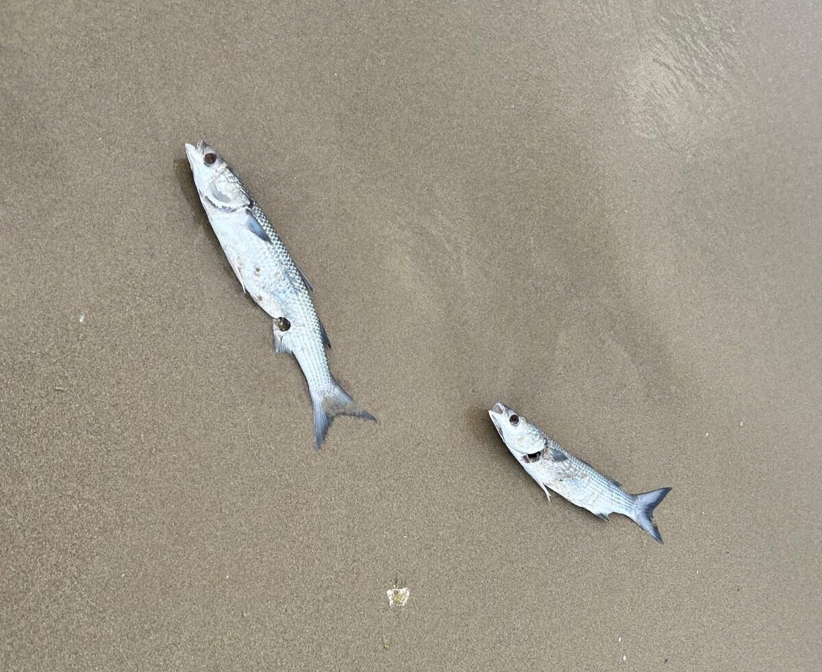 Moria di cefali sul litorale: la possibile spiegazione del fenomeno ...