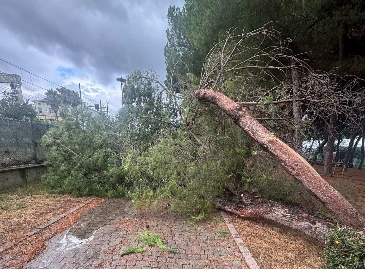 Pineto, albero caduto nel cuore della città: "Pericolo annunciato ma ...