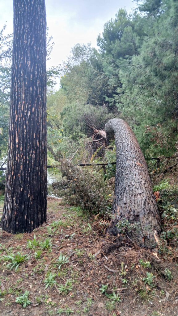 Cadono due alberi: area della pineta dannunziana chiusa al pubblico ...