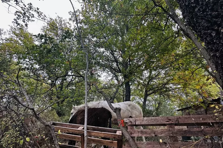 Famiglia nel bosco: corte di Appello si riserva la decisione. Garante ...