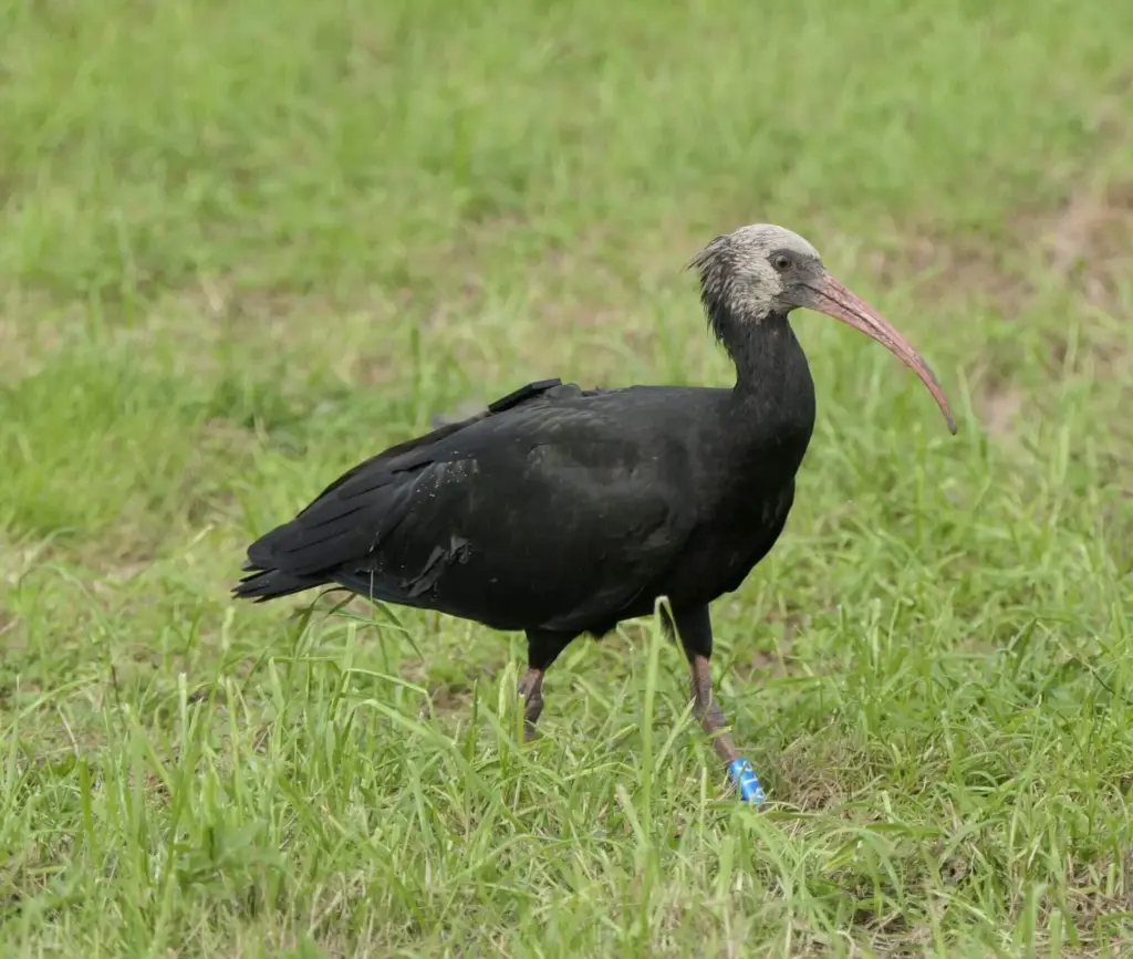 Ibis in estinzione trovato ferito a Penne: gli hanno sparato - Notizie ...